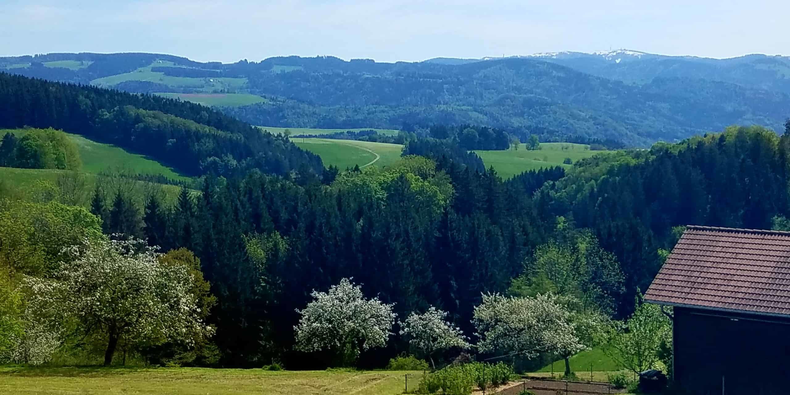 Trees Communicate With Each Other Intelligent Life In Our Forests